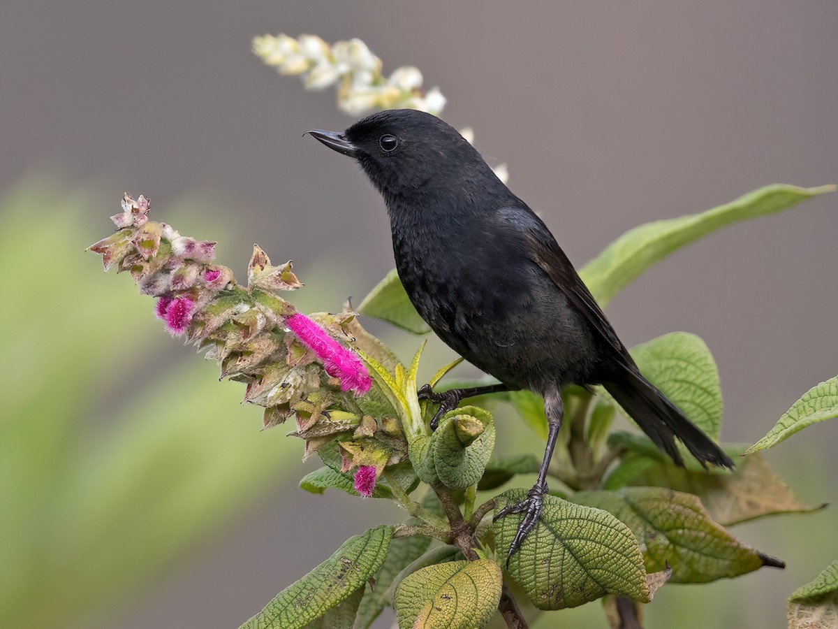 Black Flowerpiercer - Diglossa humeralis - Birds of the World