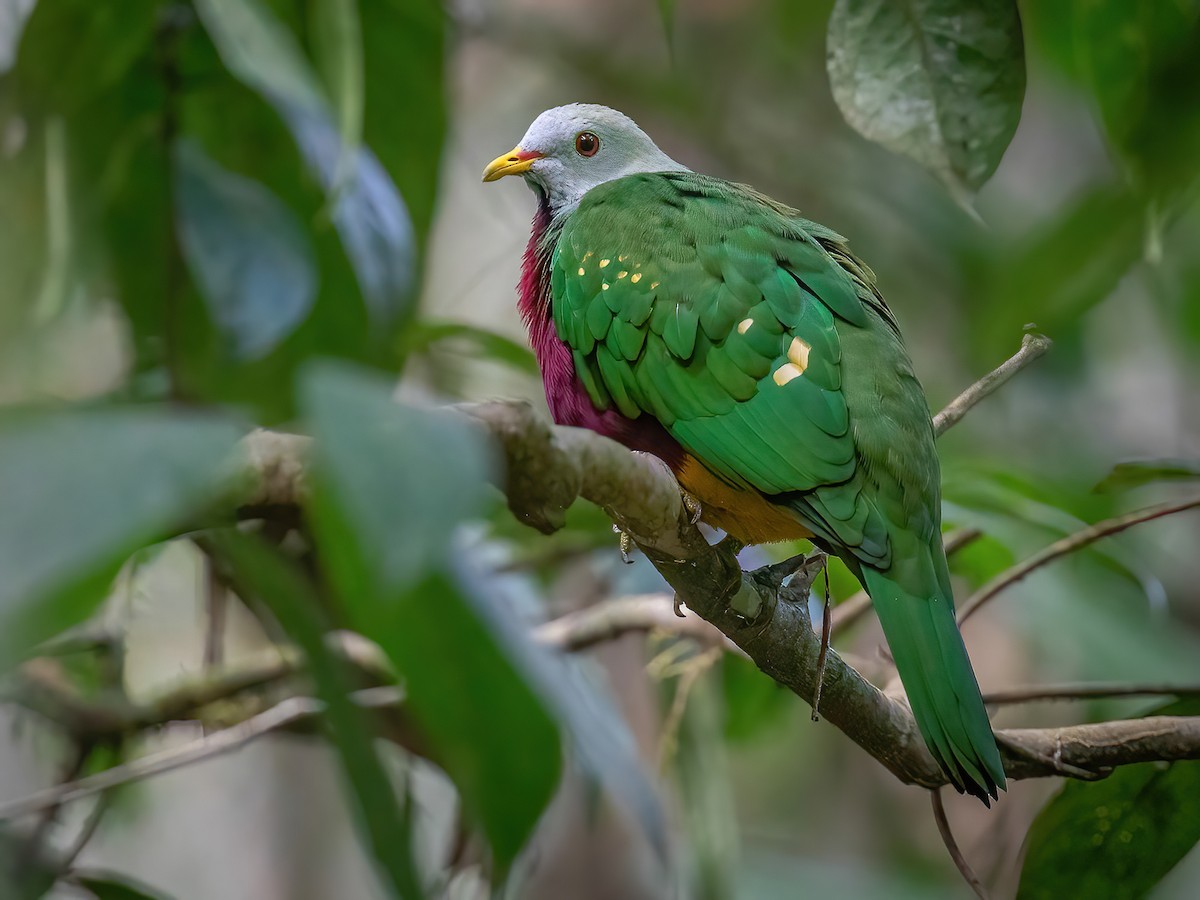 Wompoo Fruit-Dove - Ptilinopus magnificus - Birds of the World