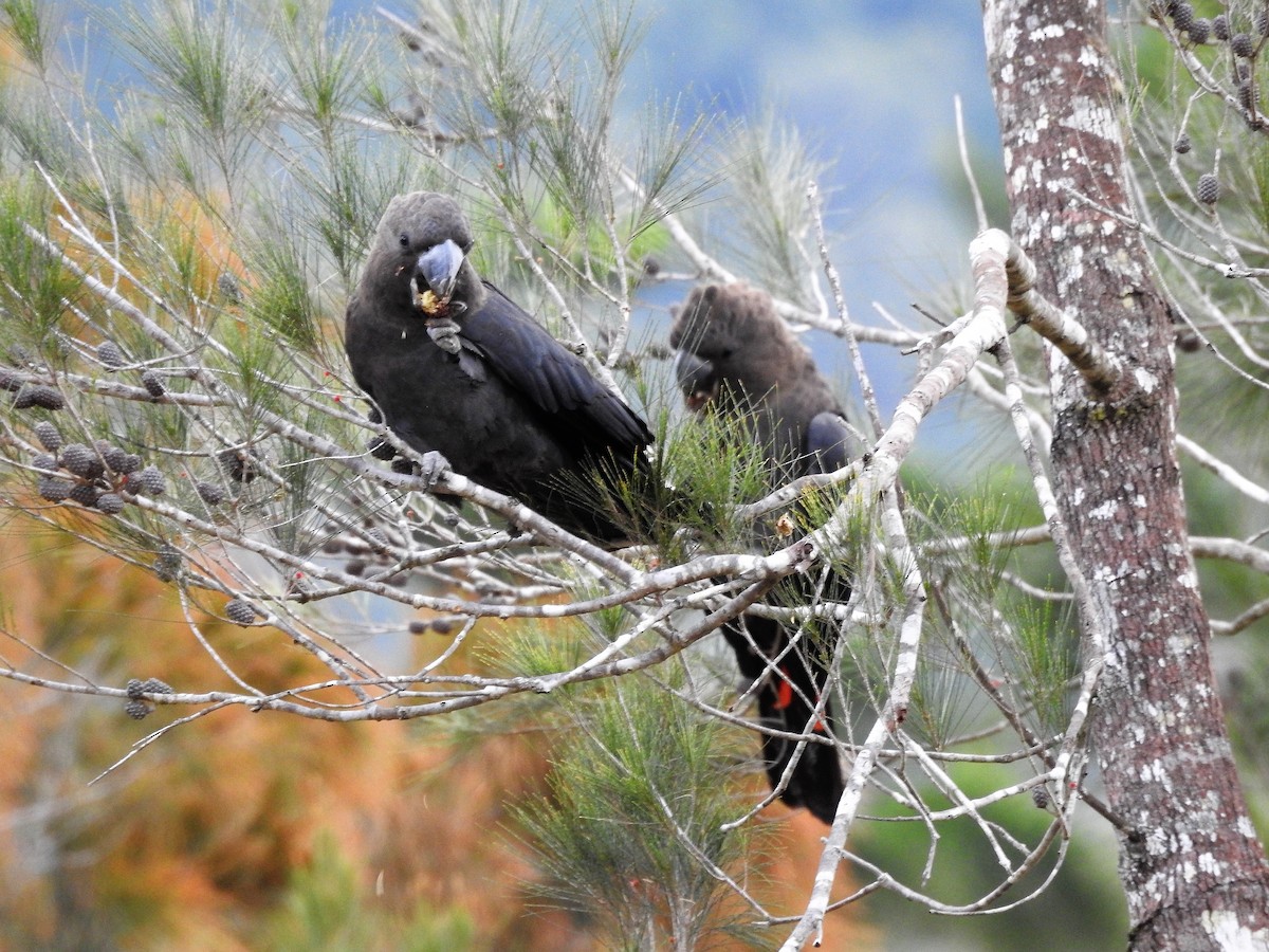eBird Checklist - 14 Jul 2023 - Greenmount Ct, Mt Samson (roadside ...