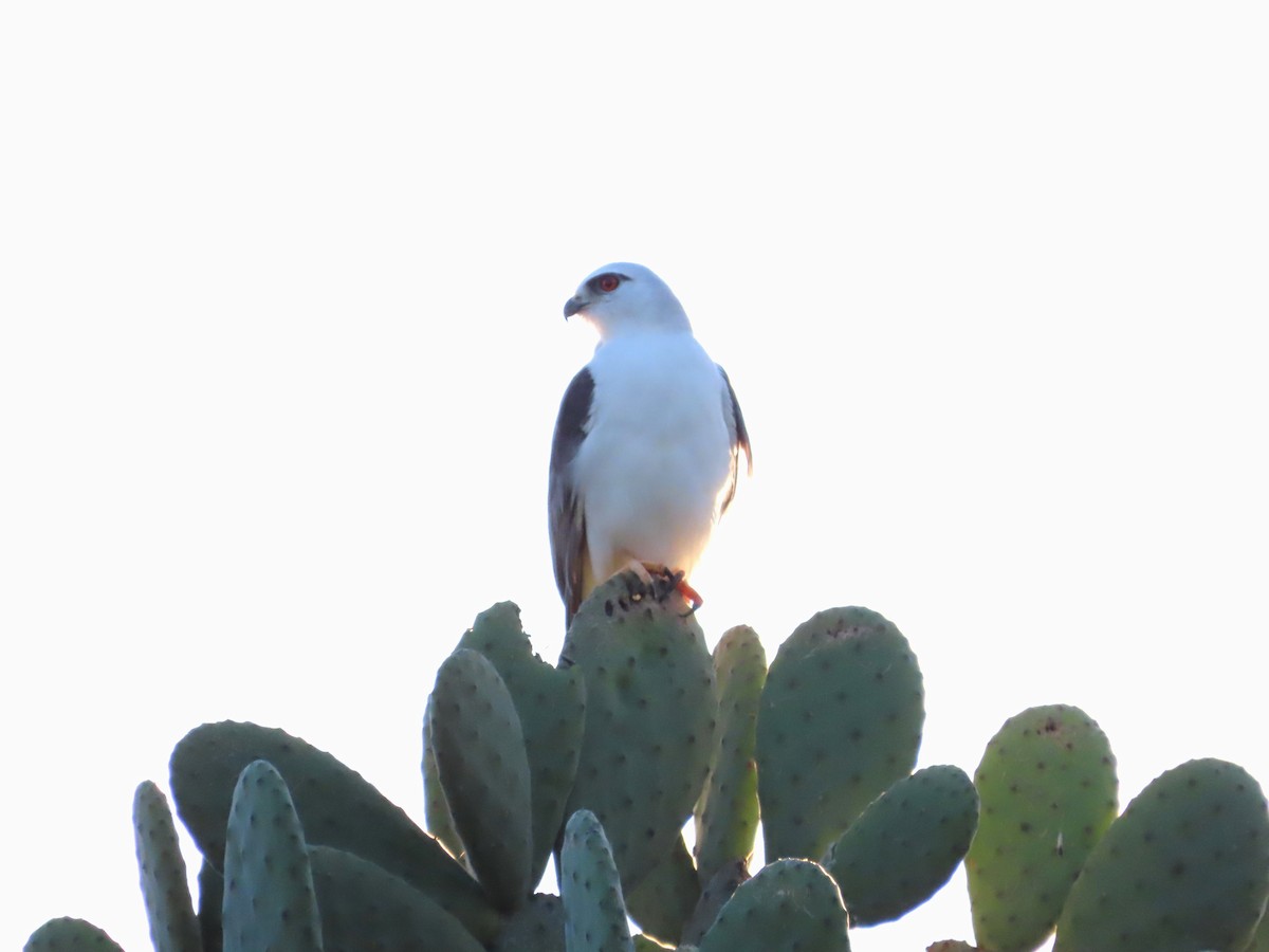 eBird Checklist - 14 Jul 2023 - Yarramalong Weir Reserve - 32 species (+1 other taxa)