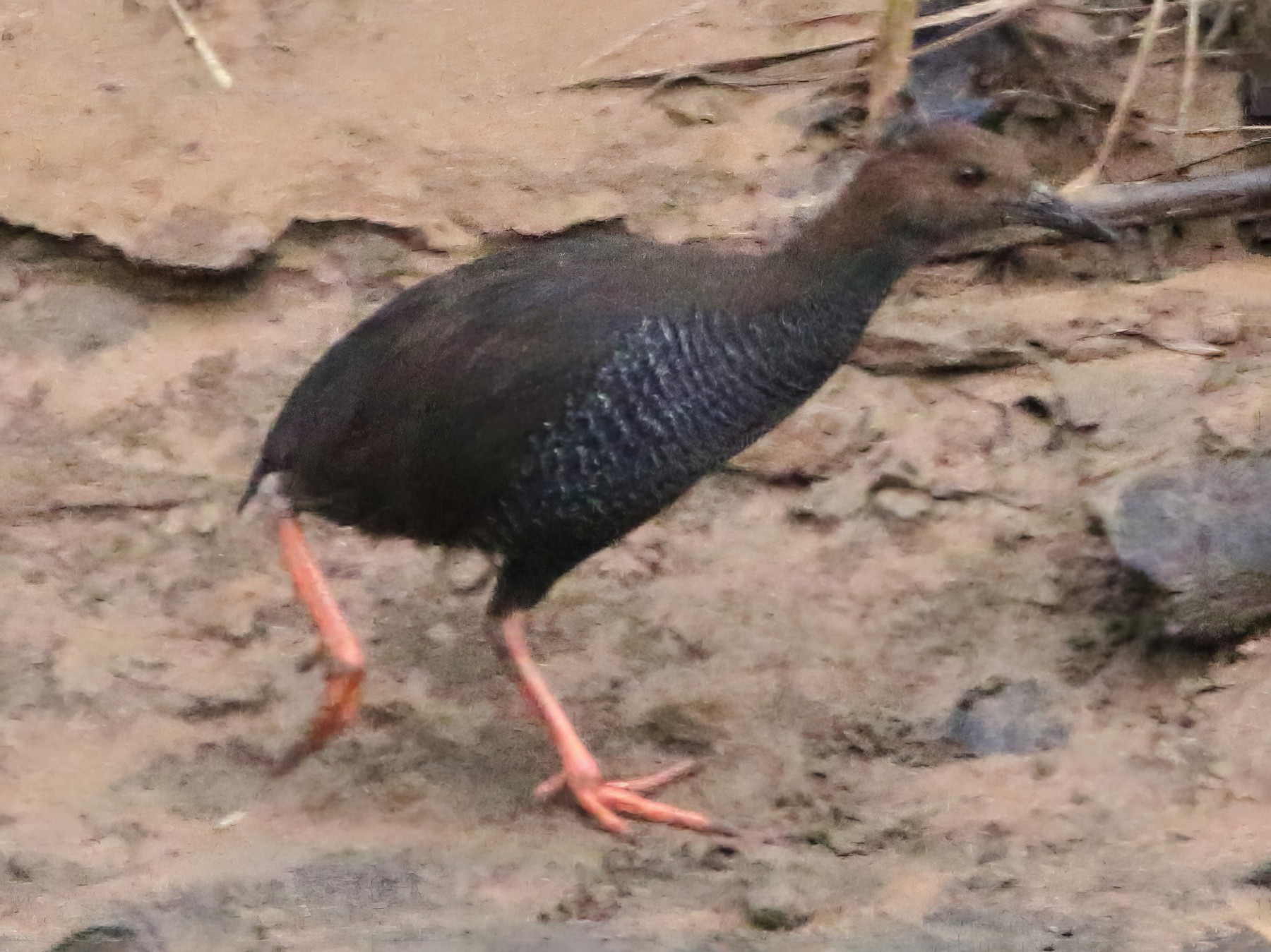 Pink-legged Rail - eBird