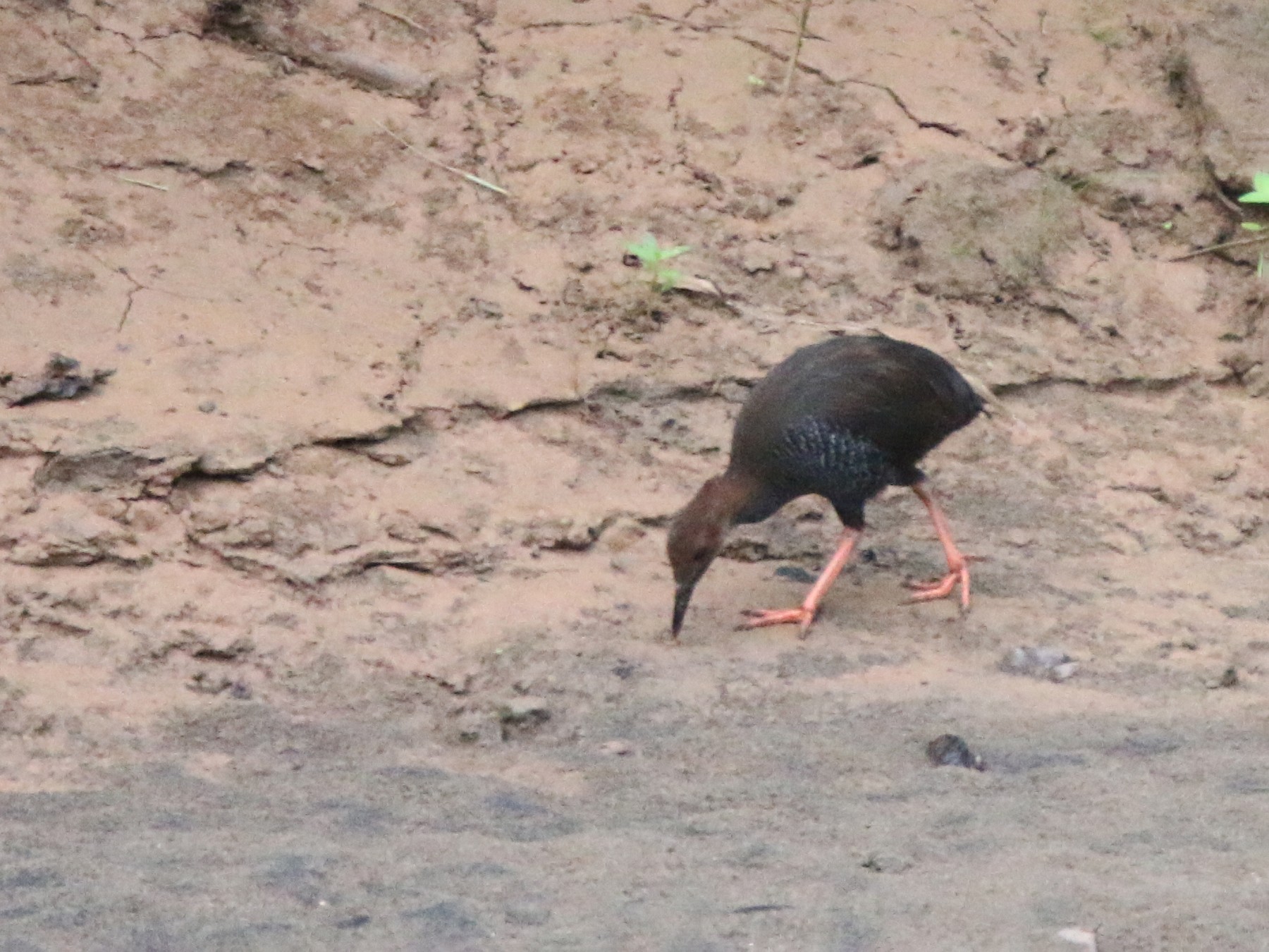 Pink-legged Rail - eBird