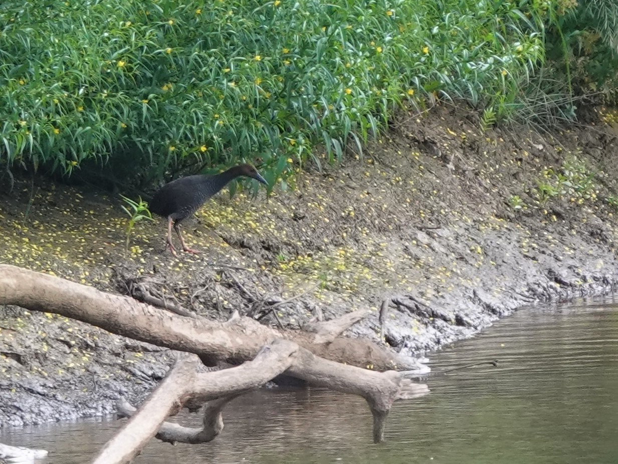 Pink-legged Rail - eBird