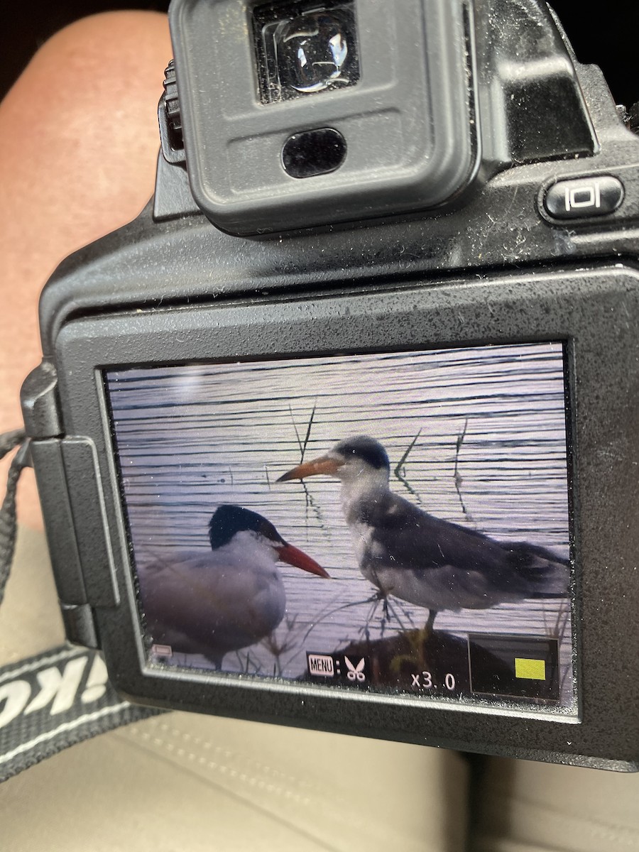 eBird Checklist - 14 Jul 2023 - Stakeout White-cheeked Pintail, Lely ...