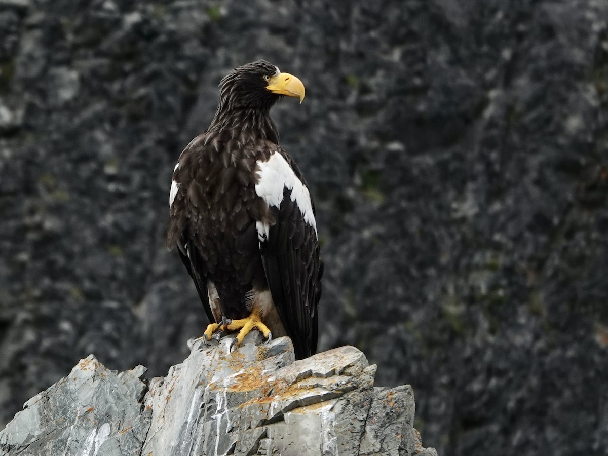 eBird Canada Checklist - 14 Jul 2023 - Trinity Bay--Spaniard's Cove ...
