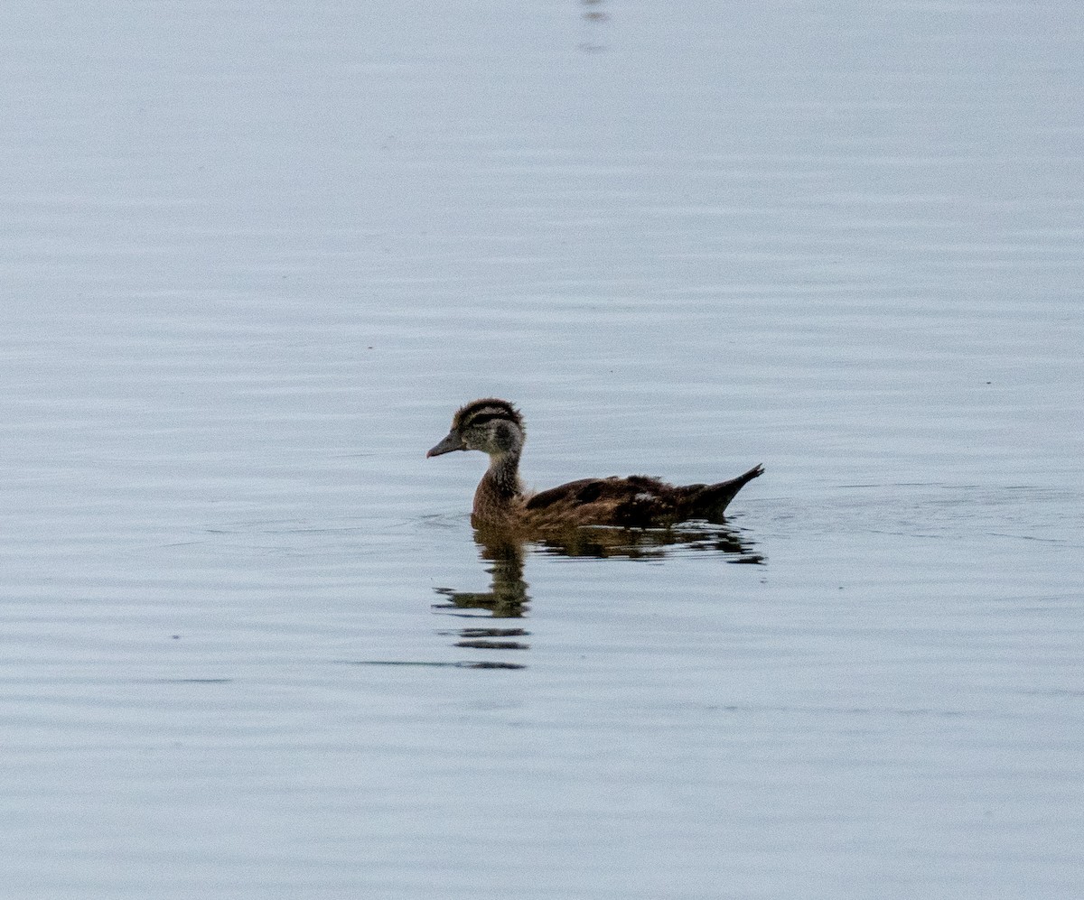 eBird Checklist - 14 Jul 2023 - Mahannah WMA - 30 species