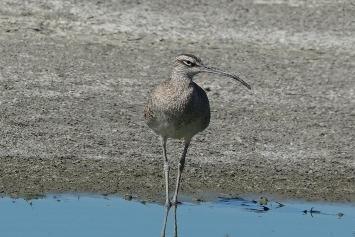 eBird Checklist - 14 Jul 2023 - Piute Ponds (permit required) - 60 ...