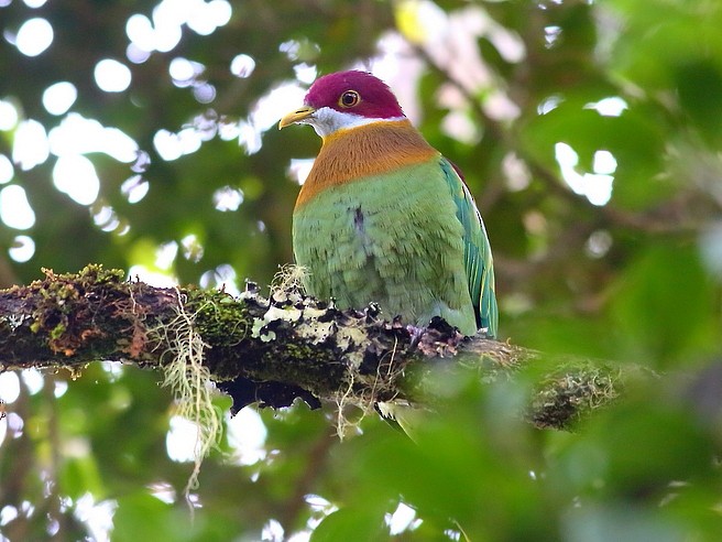 Ornate Fruit-Dove - Ptilinopus ornatus - Birds of the World