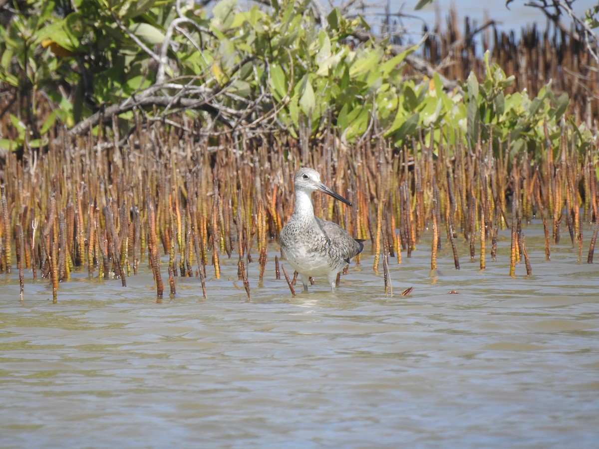 eBird Caribbean Checklist - 22 Jun 2023 - Punta Pozuelo - 22 species