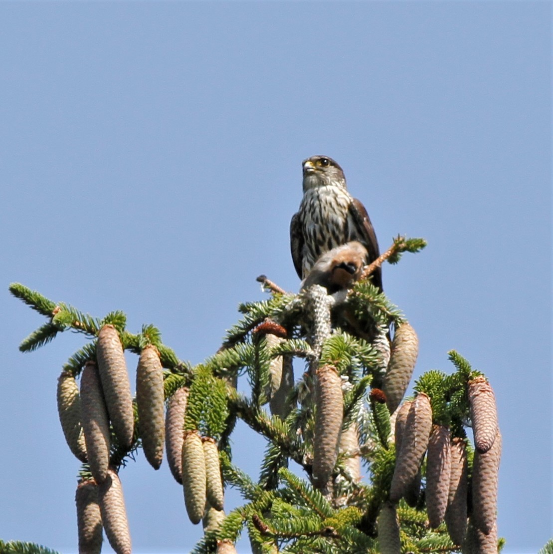 eBird Checklist - 11 Jul 2023 - Sons of Jacob Jewish Cemetery - 6 species