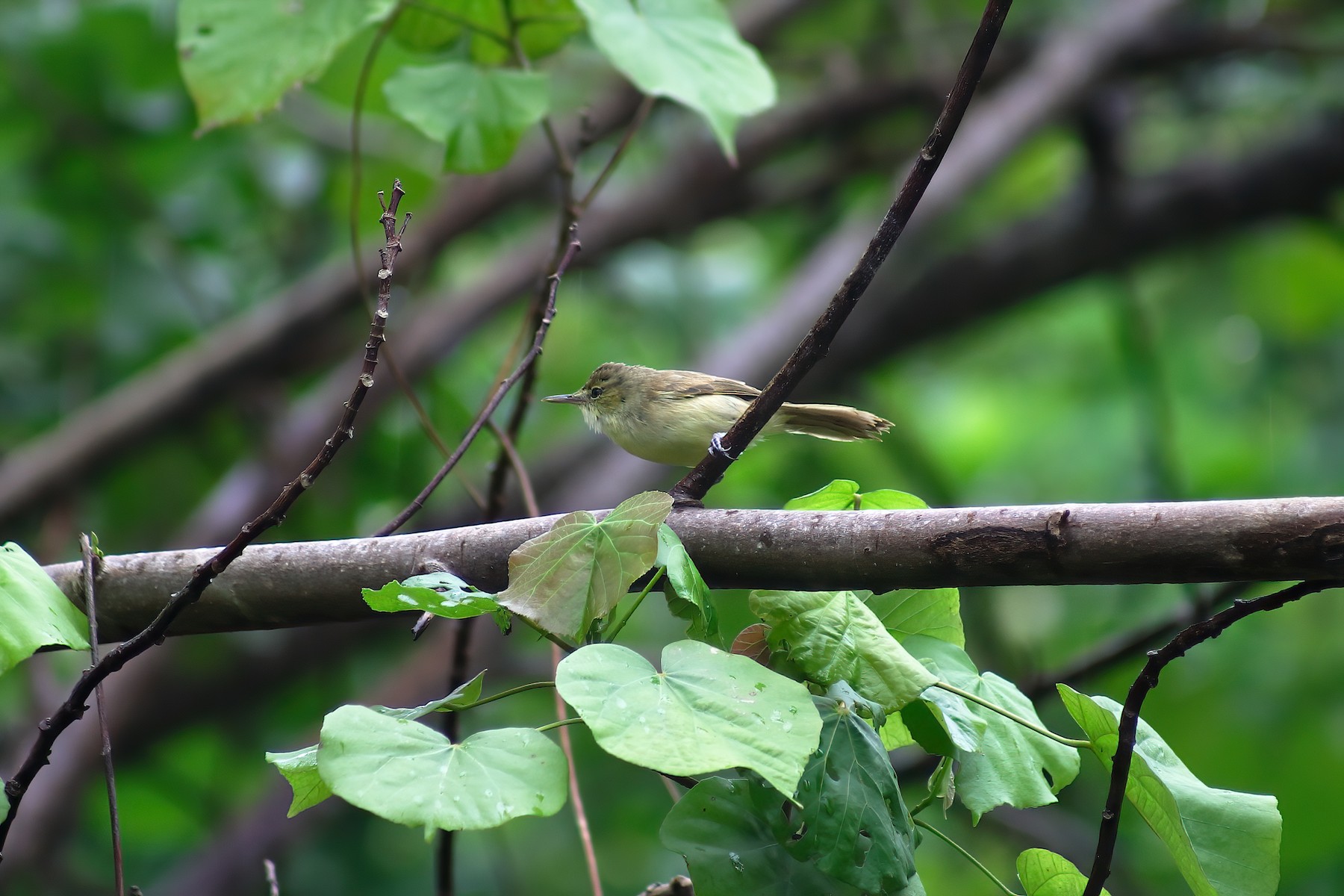 Cook Islands Reed Warbler - eBird
