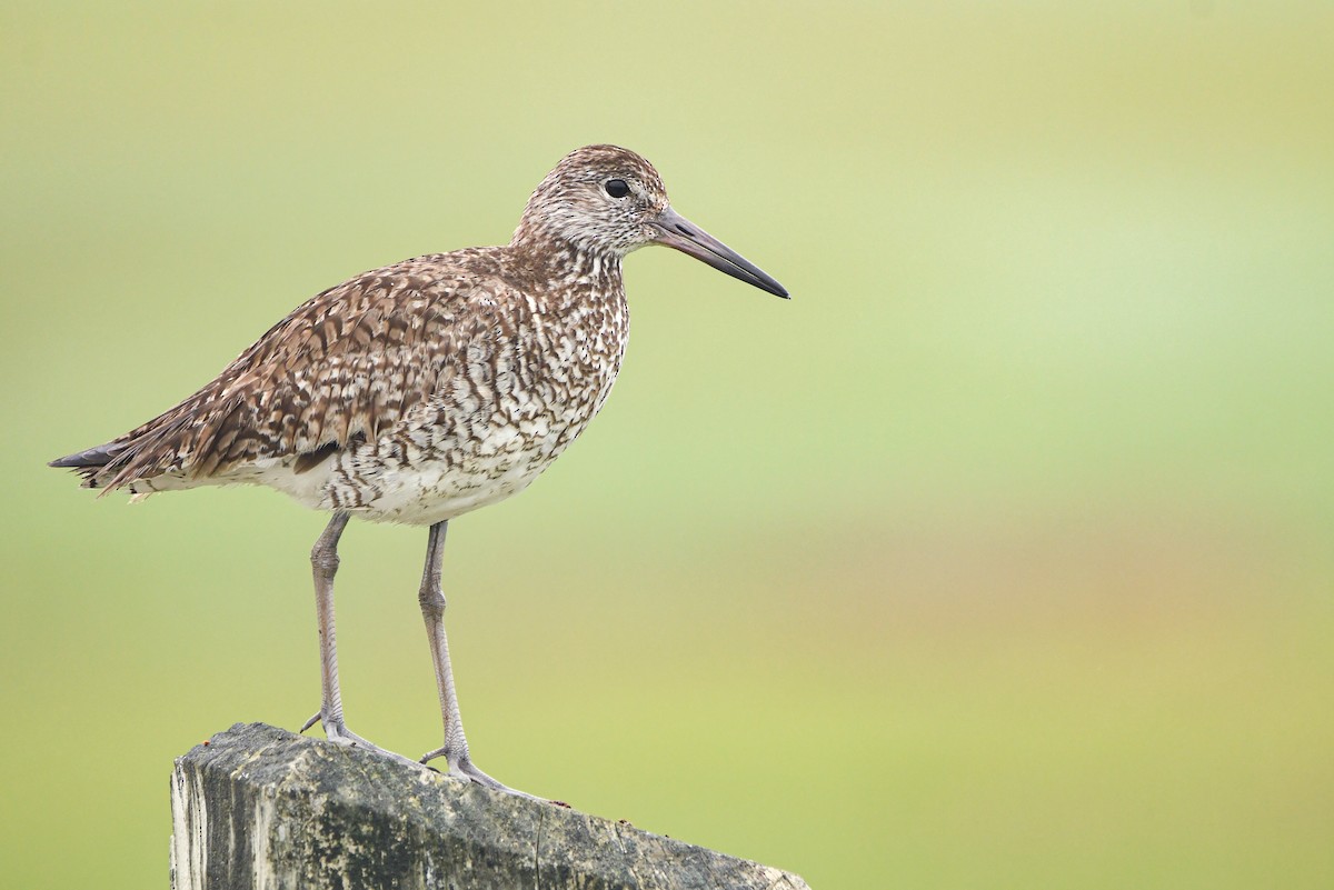Willet (Eastern) - eBird