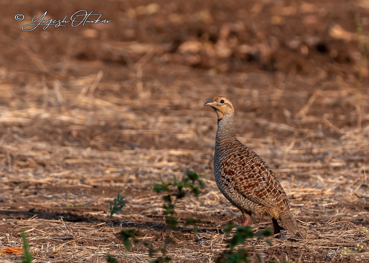 eBird Checklist - 13 Sep 2018 - Lonikand - 46 species