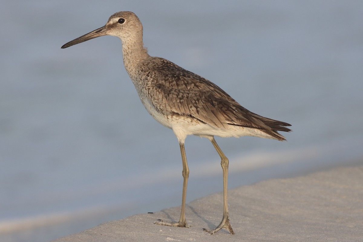 eBird Checklist - 15 Jul 2023 - Destin--west jetty - 20 species