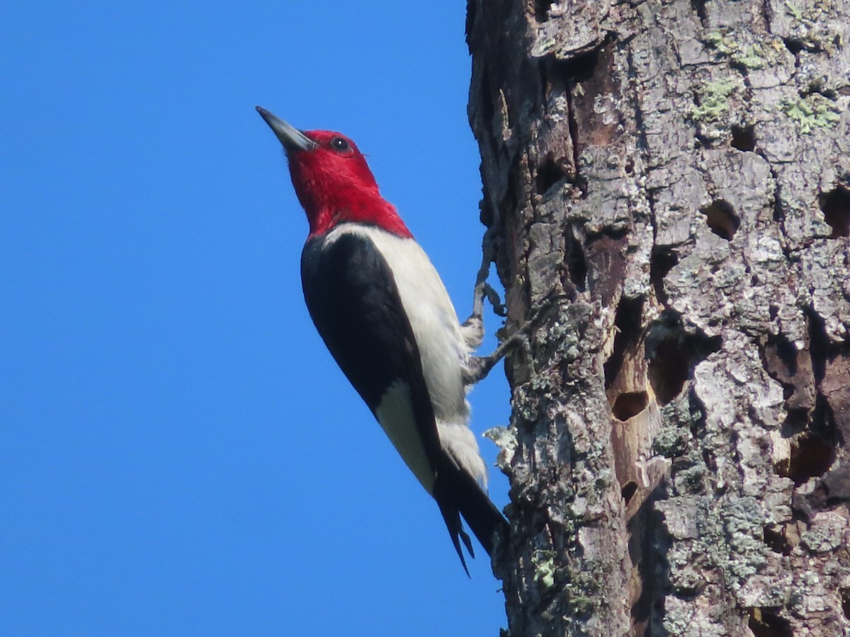 Maryland-DC Breeding Bird Atlas Checklist - 15 Jul 2023 - Magothy ...