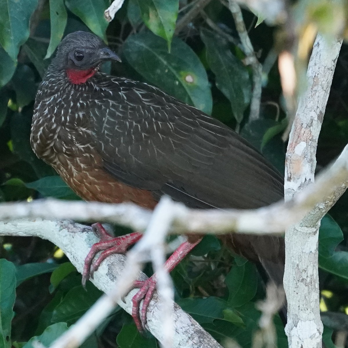 eBird Checklist - 3 Jul 2023 - Cristalino Lodge--Torre 1 - 55 species
