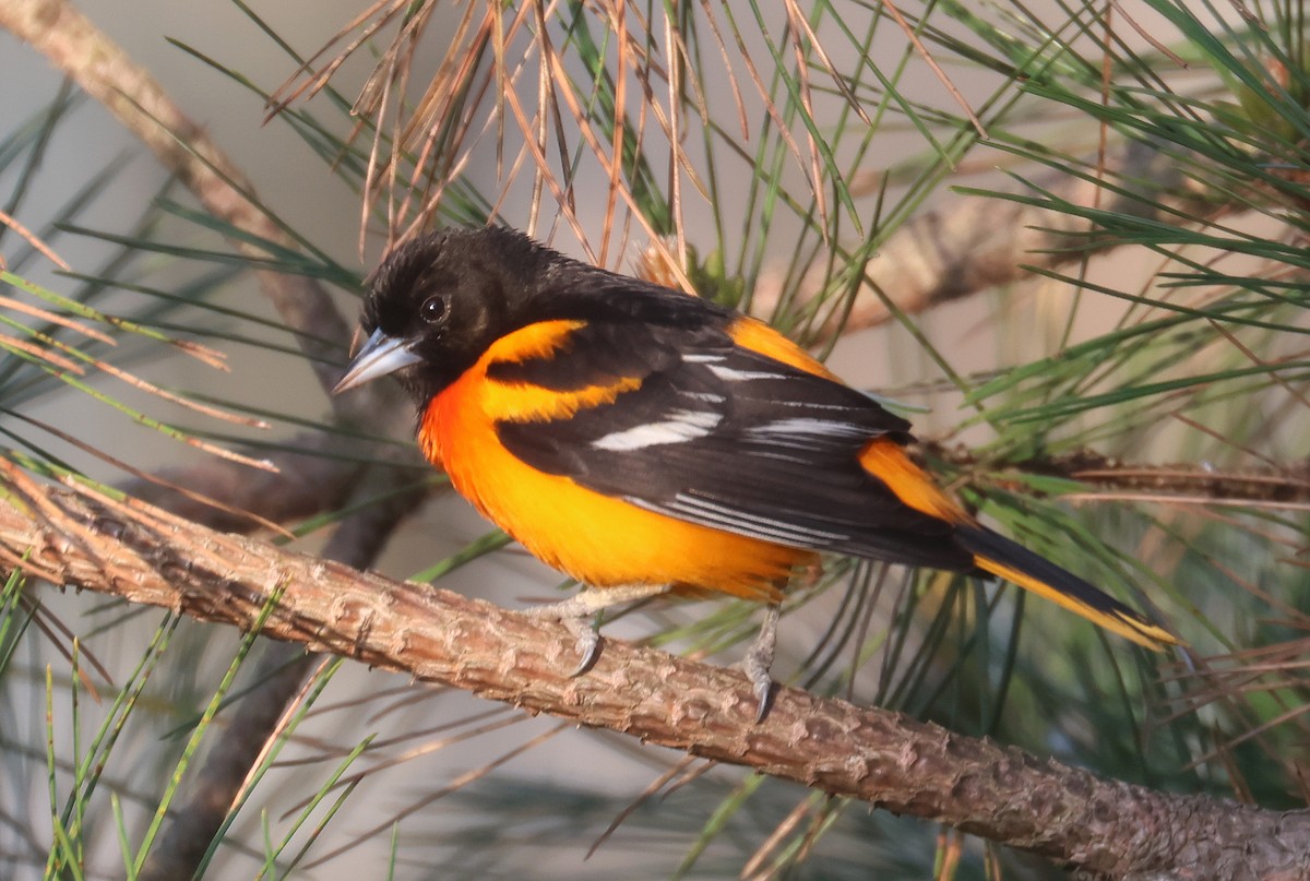 eBird Checklist - 26 Apr 2023 - Eureka House (PRIVATE) - 3 species