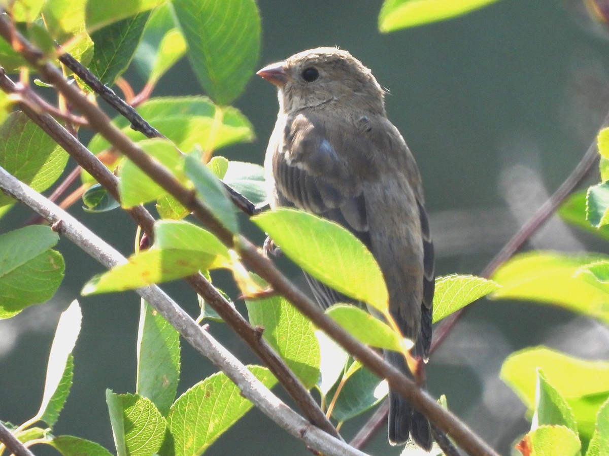 eBird Checklist - 15 Jul 2023 - Little Shuswap Lake Cliff Shore - 28 species