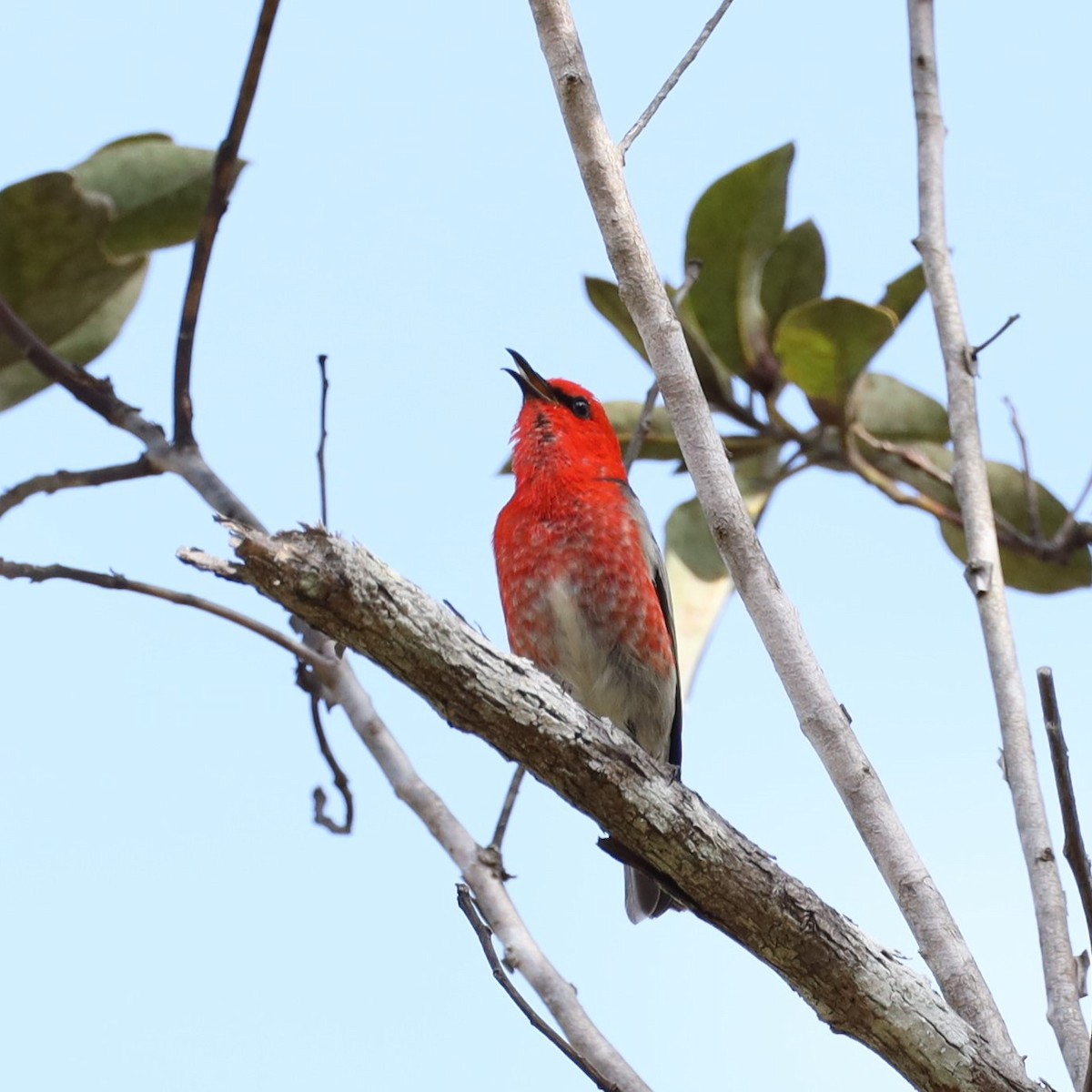 eBird Checklist - 16 Jul 2023 - Brisbane Valley Rail Trail (Borallon ...