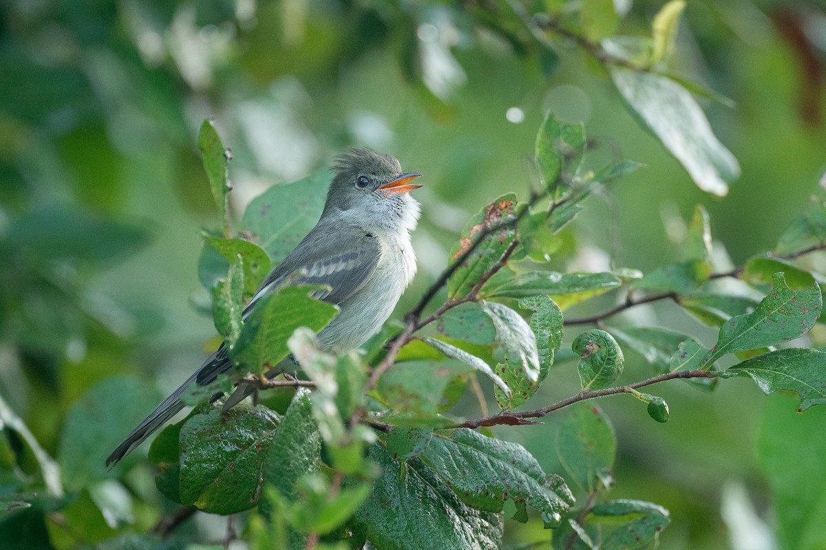 Caribbean Elaenia (Chinchorro) - eBird