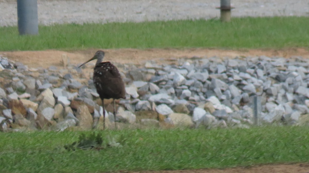 eBird Checklist - 16 Jul 2023 - Clayton Co. Water Authority--Lake ...
