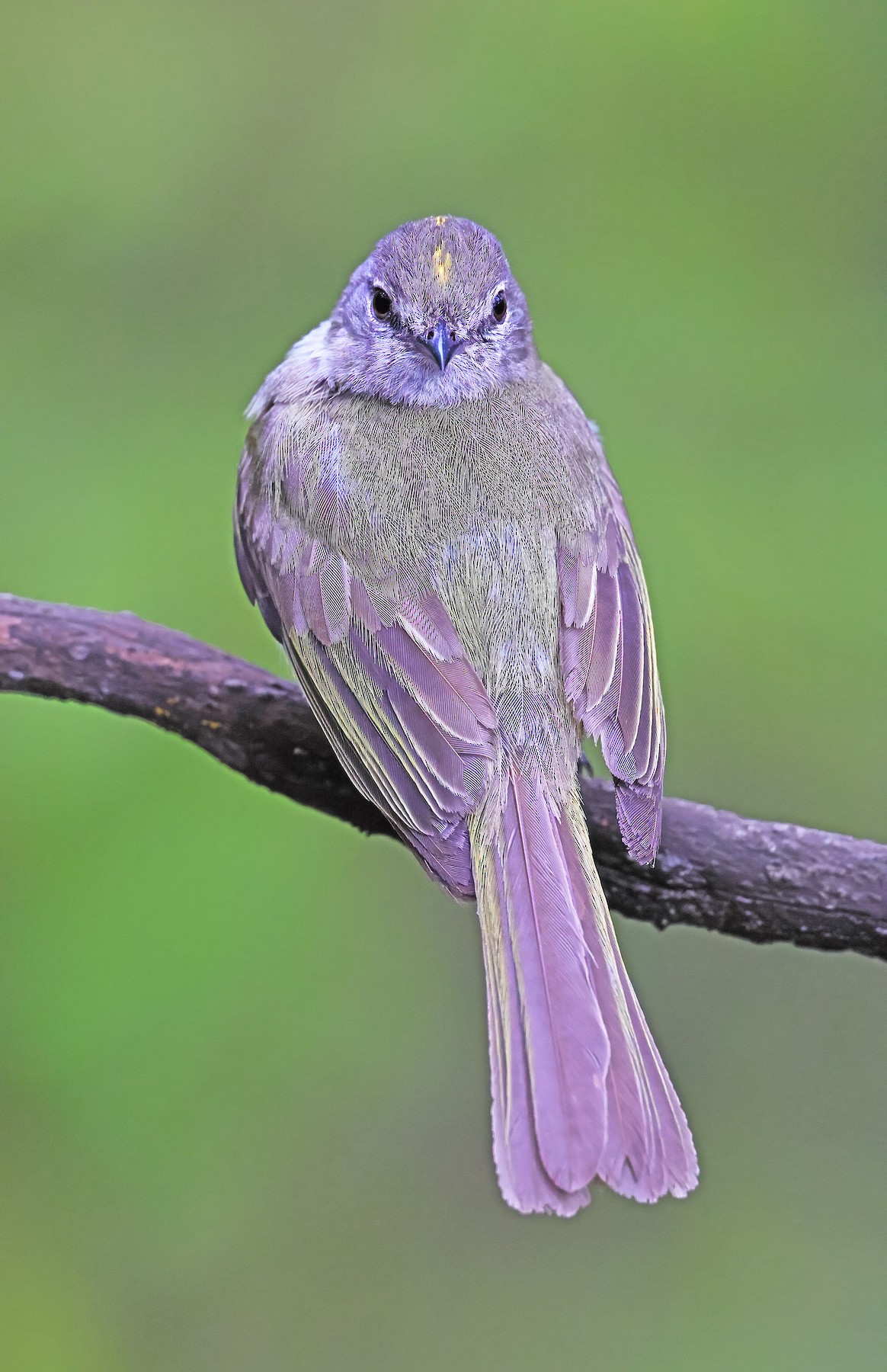 Fiofío Corona Dorada (minima/jaliscensis) - eBird