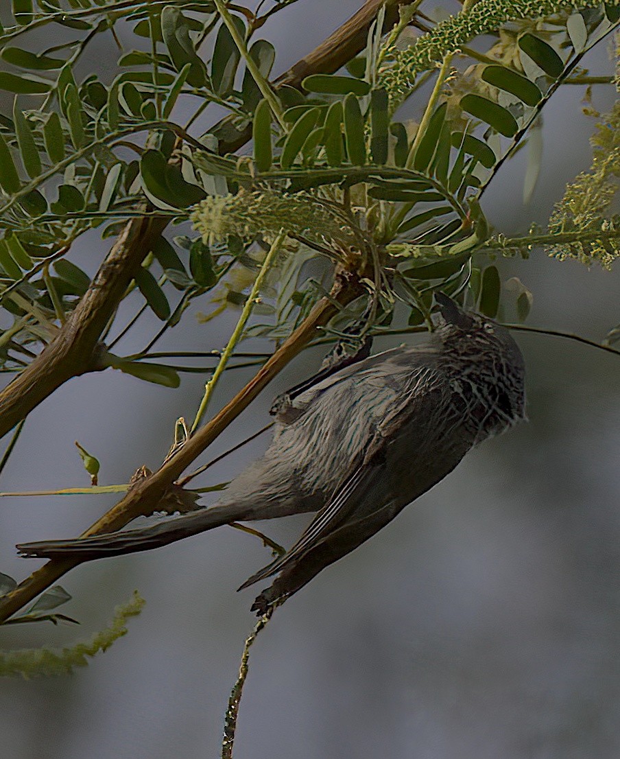 eBird Checklist - 16 Jul 2023 - stakeout Blue-black Grassquit, Cluff ...