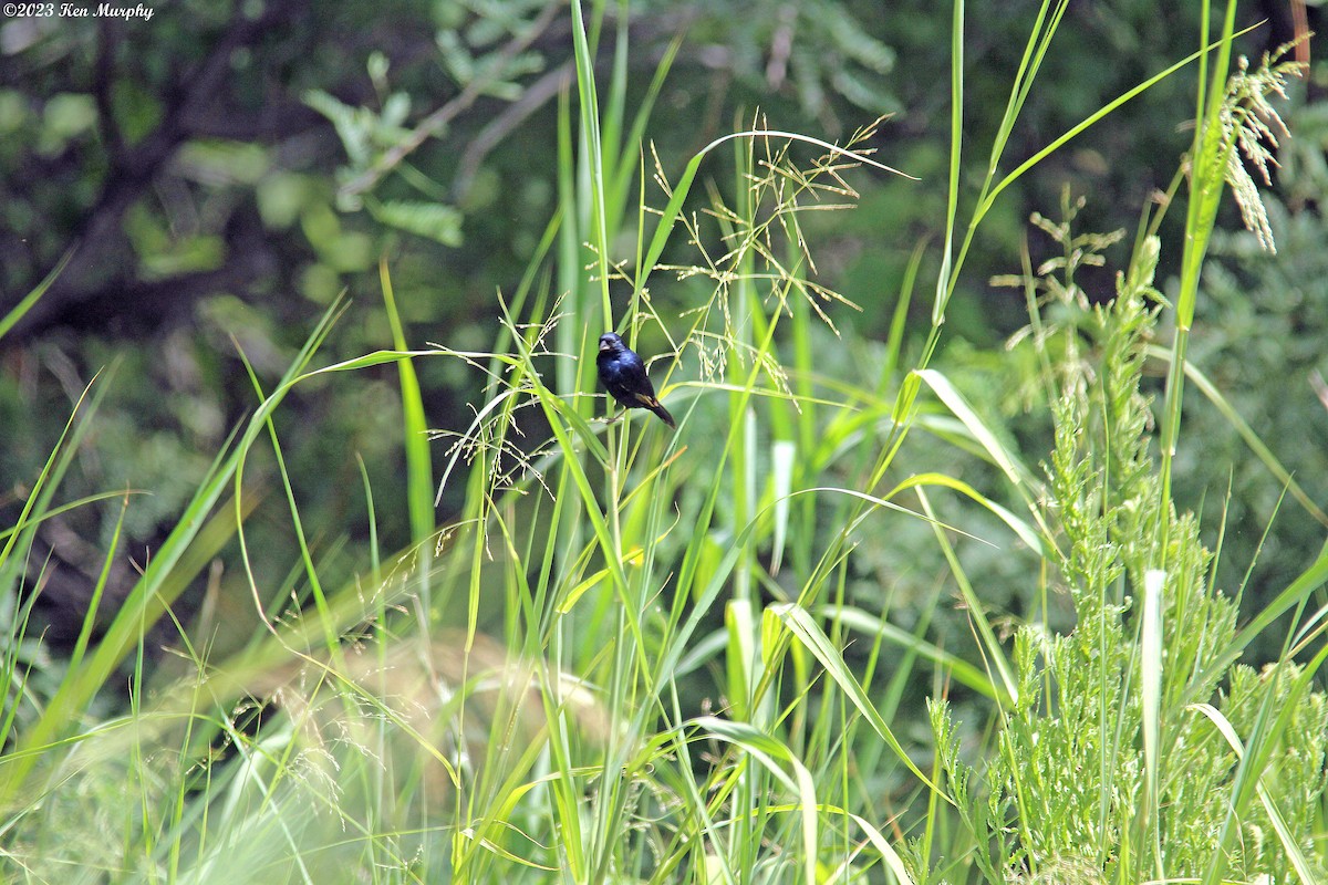 eBird Checklist - 16 Jul 2023 - 2452–2498 S Cluff Ranch Rd, Pima US-AZ ...