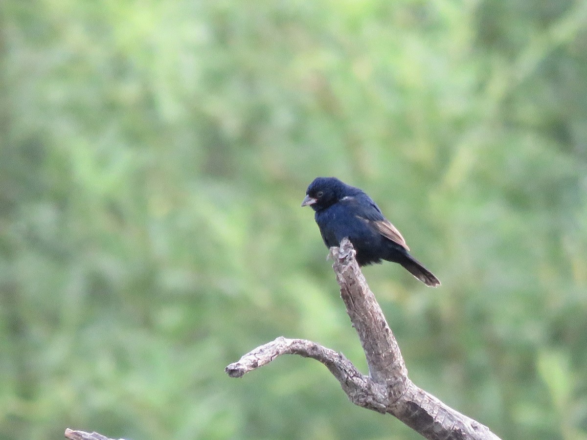 eBird Checklist - 16 Jul 2023 - stakeout Blue-black Grassquit, Cluff ...
