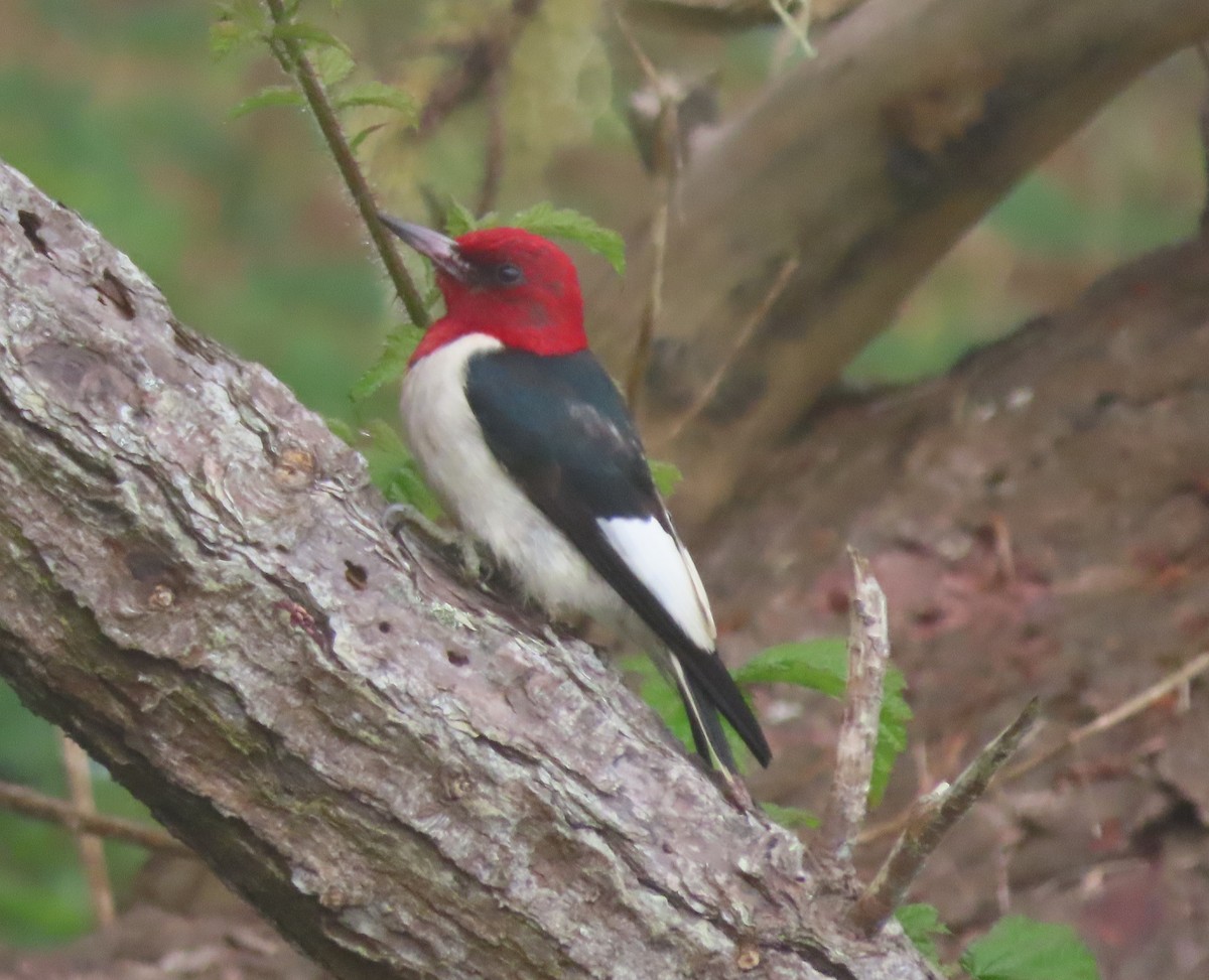 eBird Checklist - 16 Jul 2023 - Fort Miley--Battery Chester - 11 species
