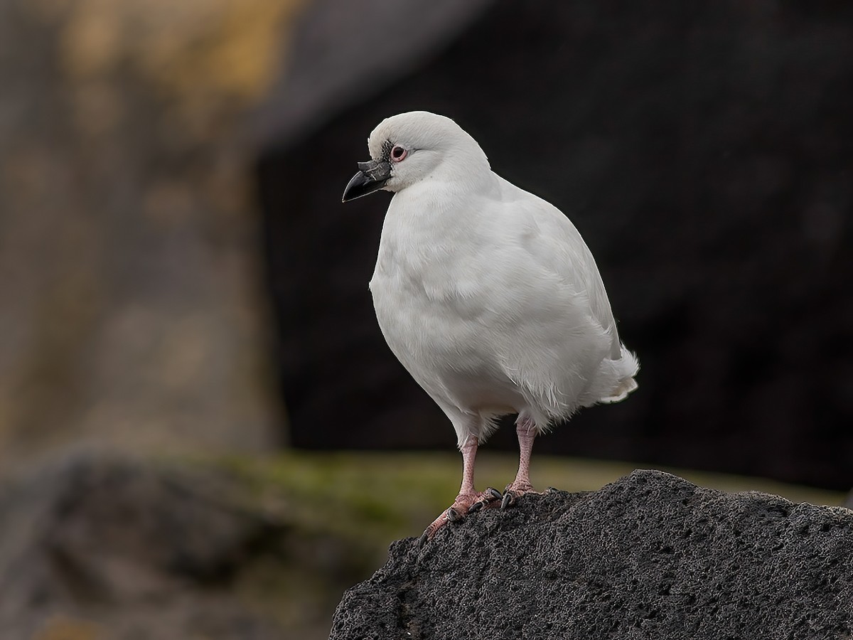 Black-faced Sheathbill - Chionis minor - Birds of the World