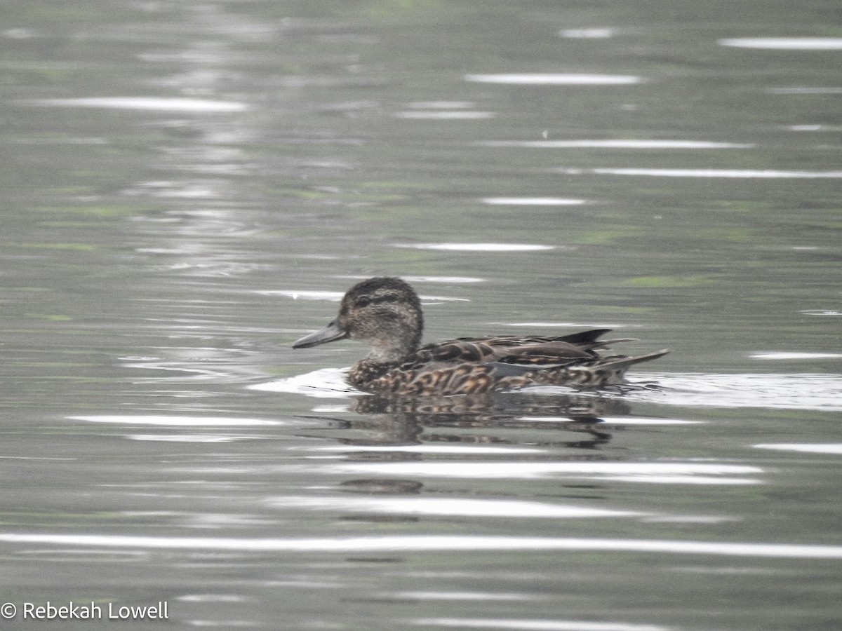 eBird Checklist - 15 Jul 2023 - Stratton Island - 36 species (+1 other ...