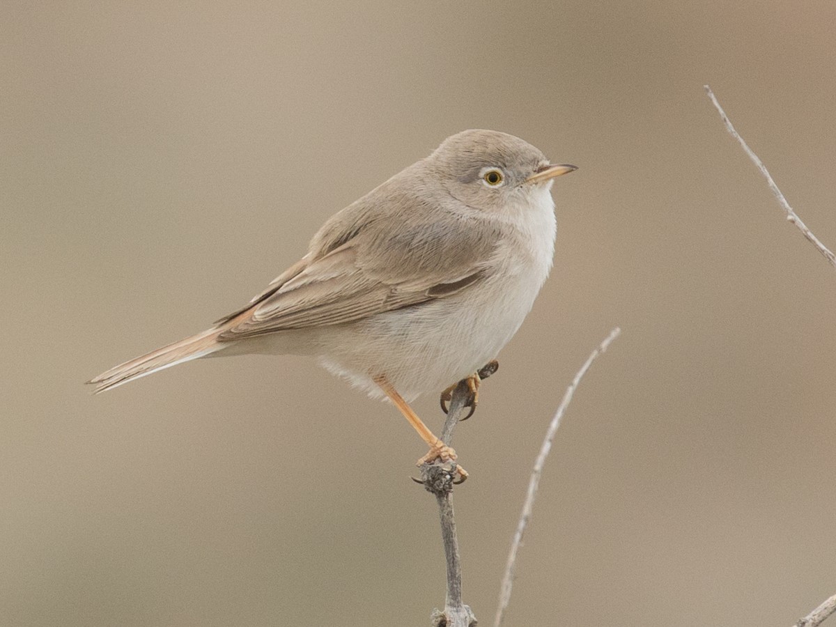 Asian Desert Warbler - Curruca nana - Birds of the World
