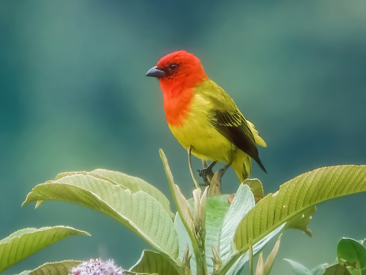 Red-hooded Tanager - Piranga rubriceps - Birds of the World