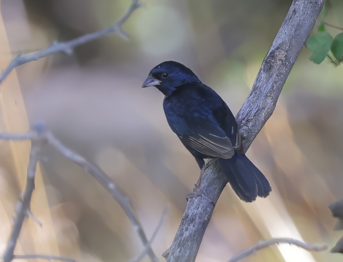 eBird Checklist - 16 Jul 2023 - stakeout Blue-black Grassquit, Cluff ...