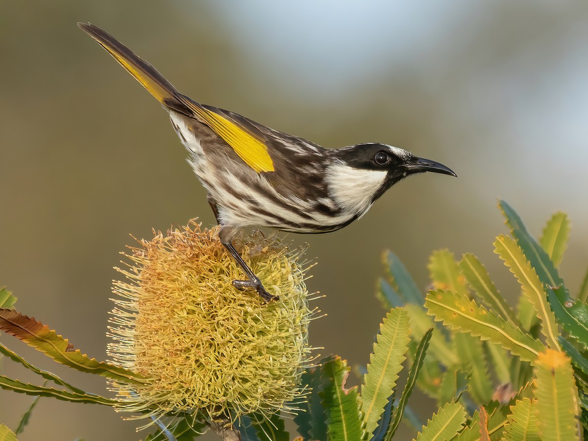 White-cheeked Honeyeater - Phylidonyris niger - Birds of the World