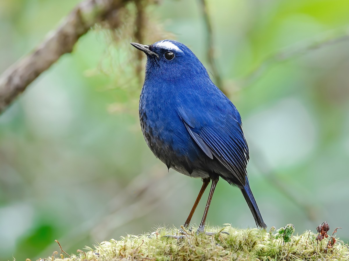 Himalayan Shortwing - Brachypteryx cruralis - Birds of the World
