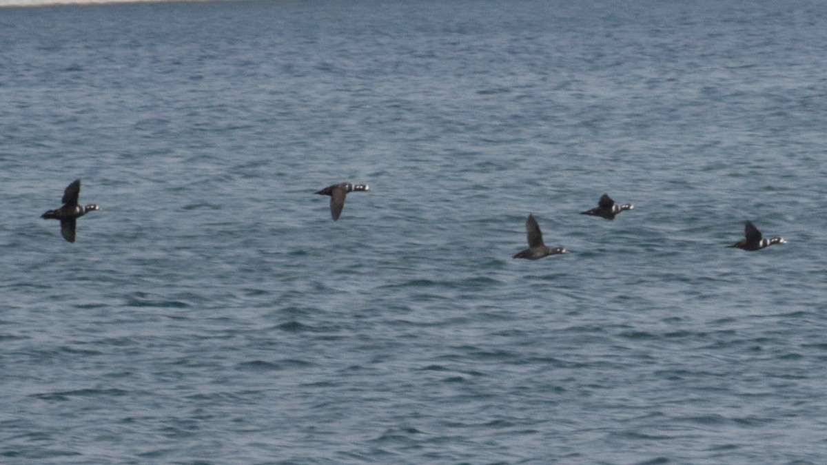 eBird Checklist - 16 Jul 2023 - Alaska Maritime NWR--St. Matthew Island ...