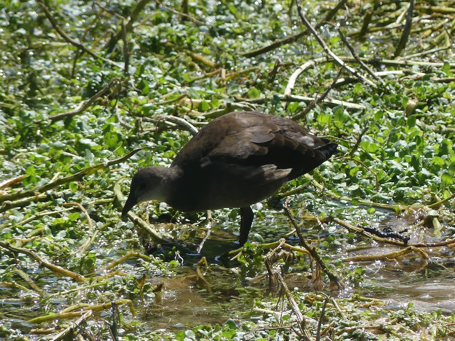 moorhen/coot/gallinule sp. - eBird