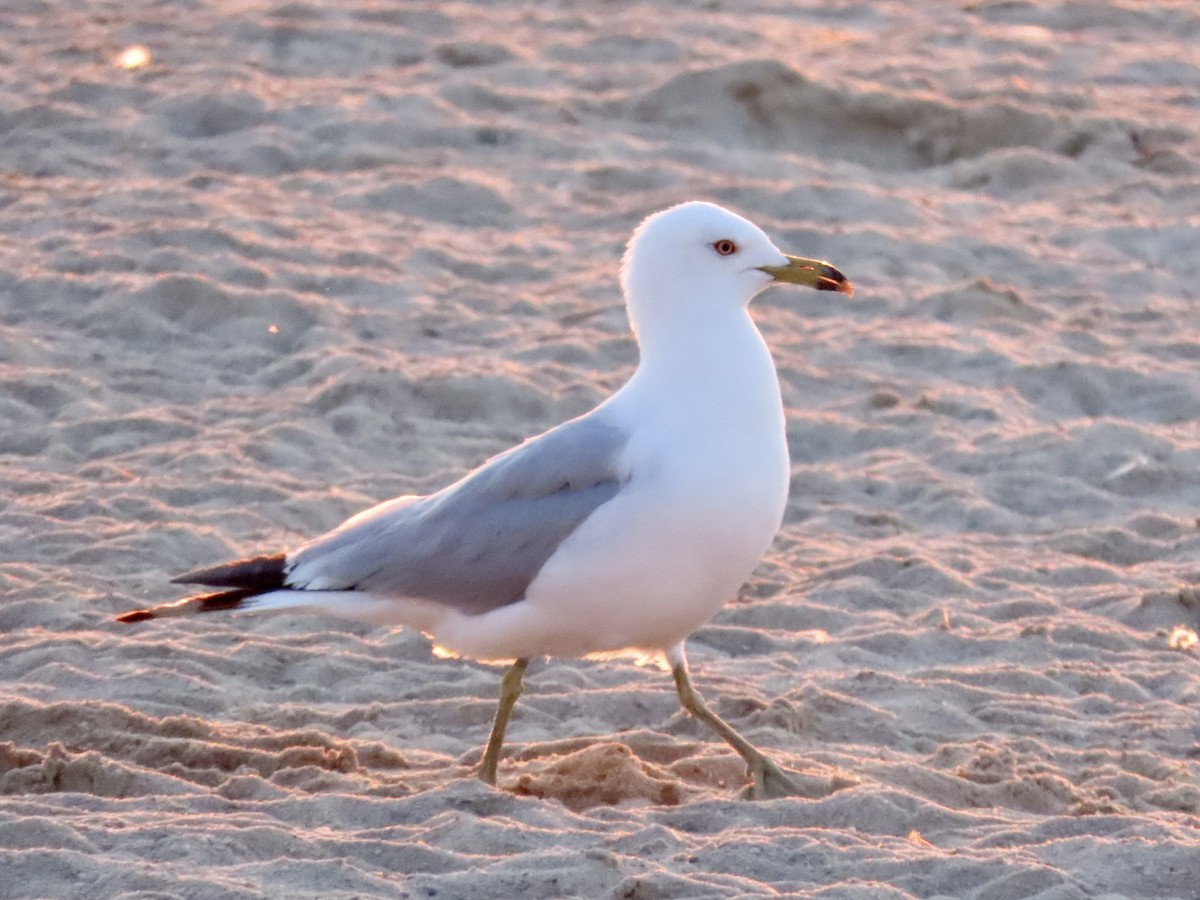 eBird Checklist - 17 Jul 2023 - Aurora Reservoir--West Side - 29 species