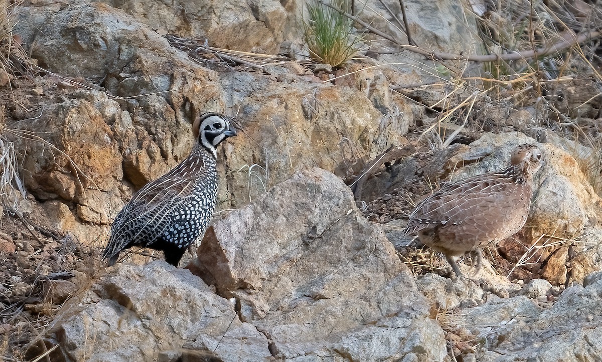 eBird Checklist - 17 Jul 2023 - Box Canyon - 40 species