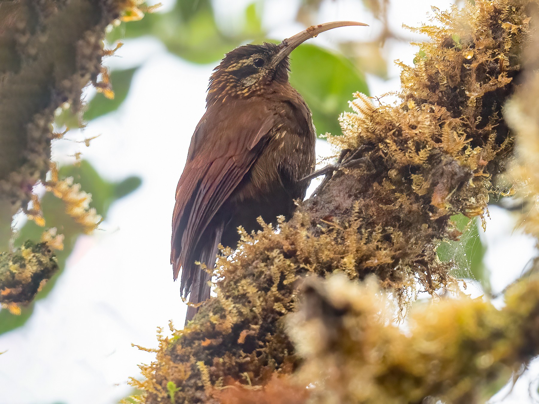Greater Scythebill - eBird