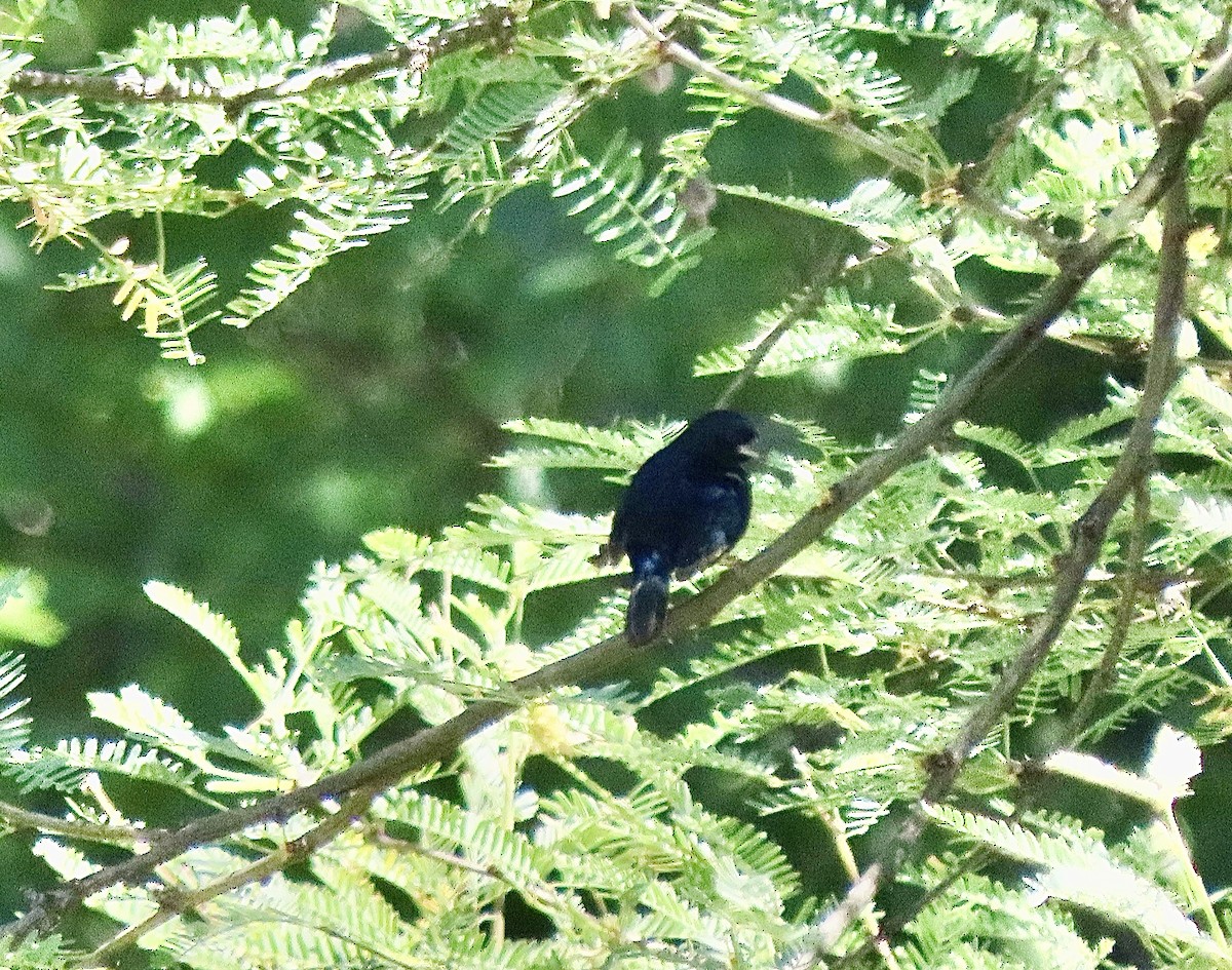 eBird Checklist - 17 Jul 2023 - stakeout Blue-black Grassquit, Cluff ...