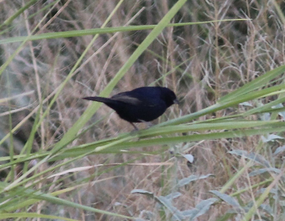 eBird Checklist - 17 Jul 2023 - stakeout Blue-black Grassquit, Cluff ...