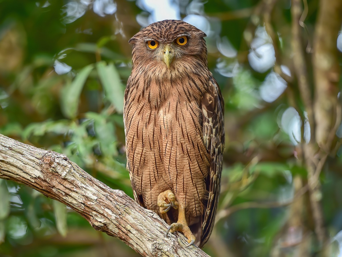Brown Fish-Owl - Ketupa zeylonensis - Birds of the World
