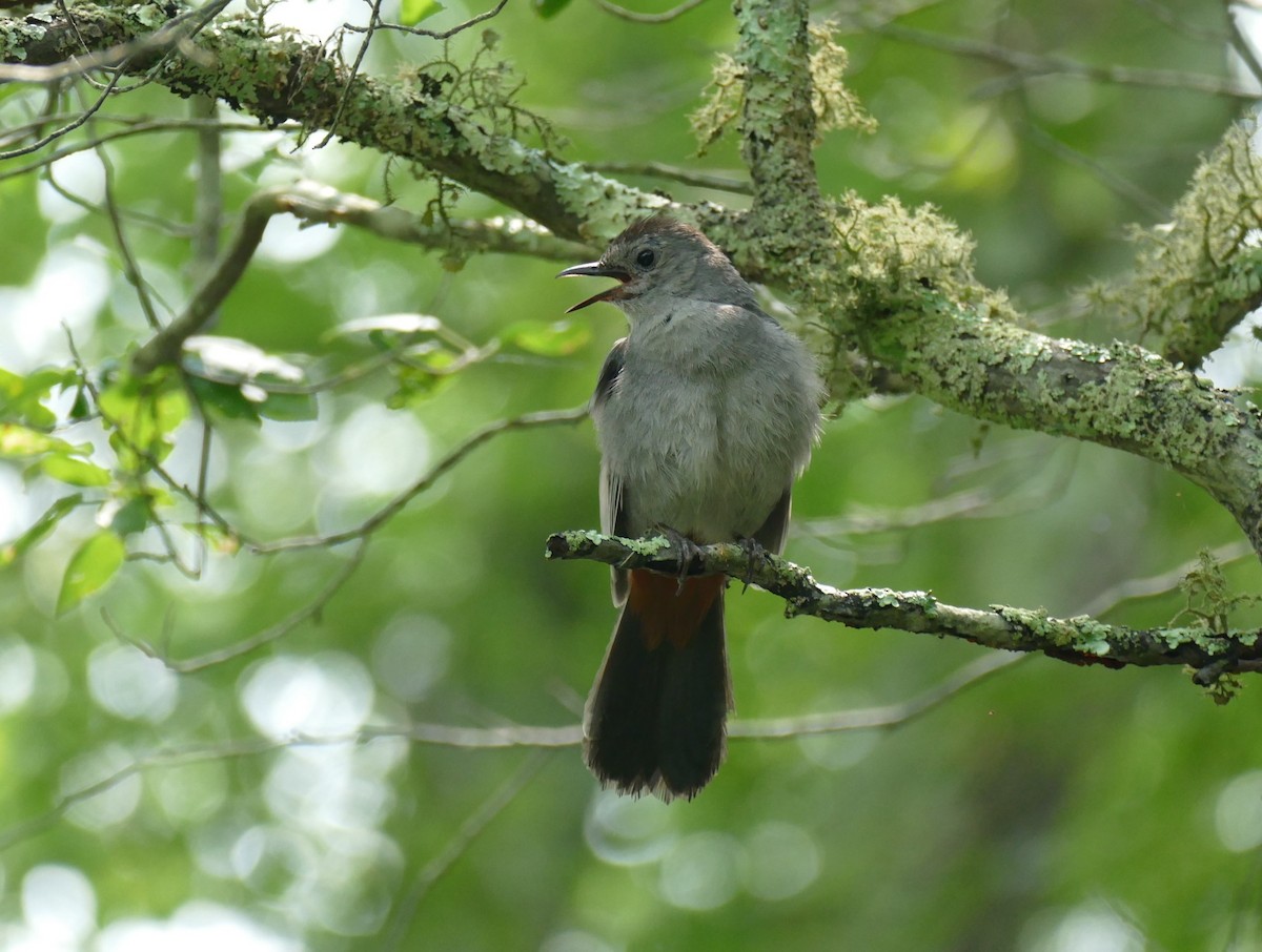 eBird Checklist - 17 Jul 2023 - Trustom Pond NWR - 28 species