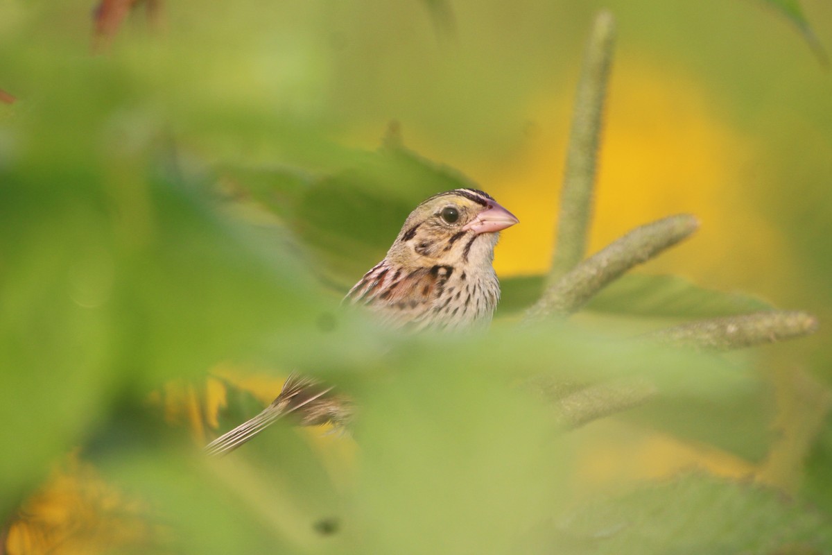 eBird Checklist - 17 Jul 2023 - Sharon Mills Co. Park--north - 25 species