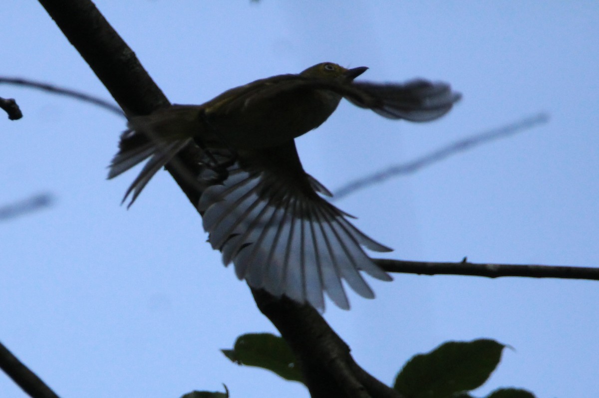 eBird Checklist - 17 Jul 2023 - Leonard Preserve - 22 species