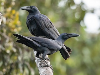 Long-billed Crow - Corvus validus - Birds of the World