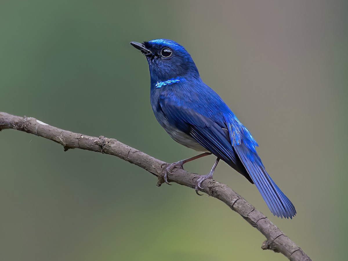 Small Niltava - Niltava macgrigoriae - Birds of the World